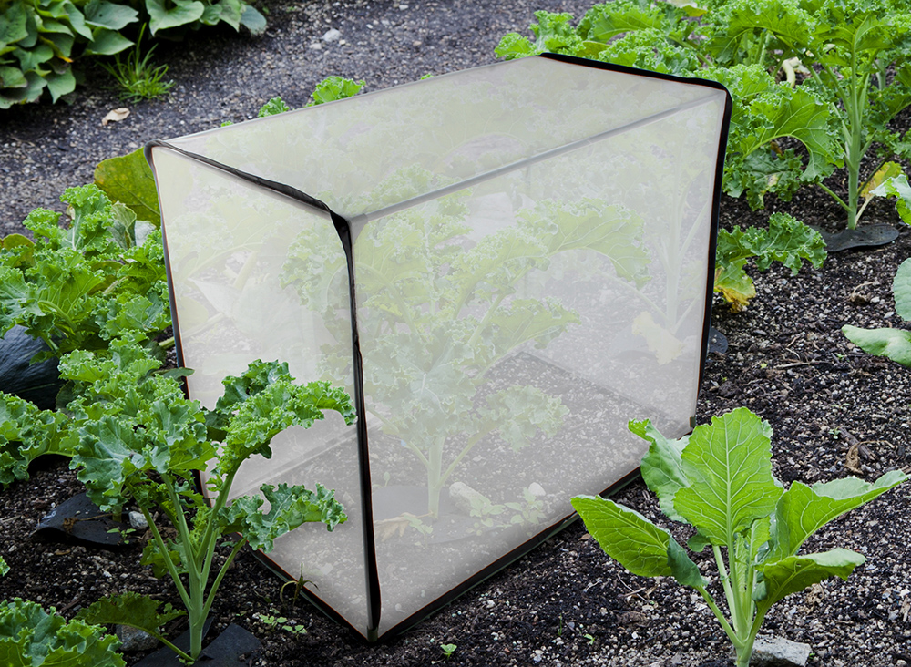 Pest Deterrents: Insect Resistant Plant Cover